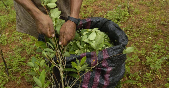Colombia Cultivo De Coca Aumentó En 17 Y La Producción De Cocaína En